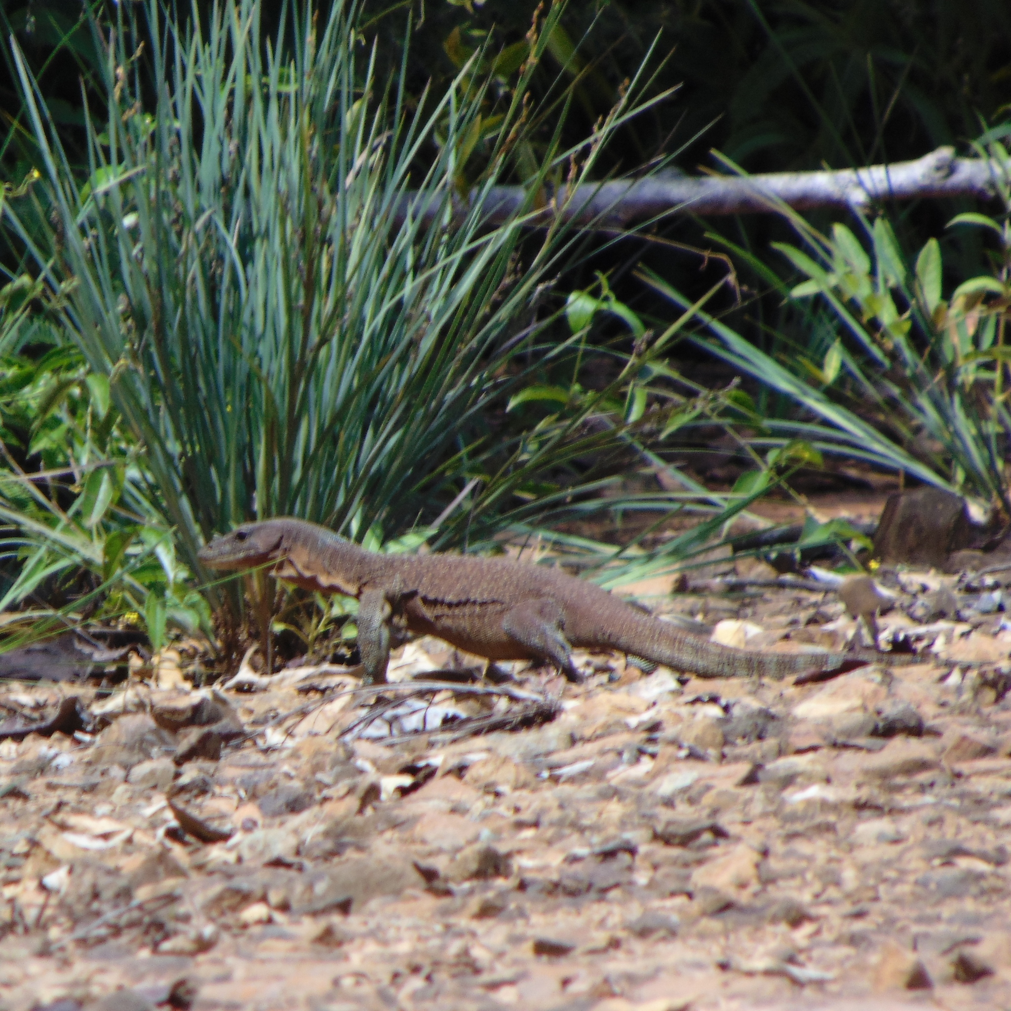 Varanus caerulivirens Ziegler, Böhme & Philipp, 1999