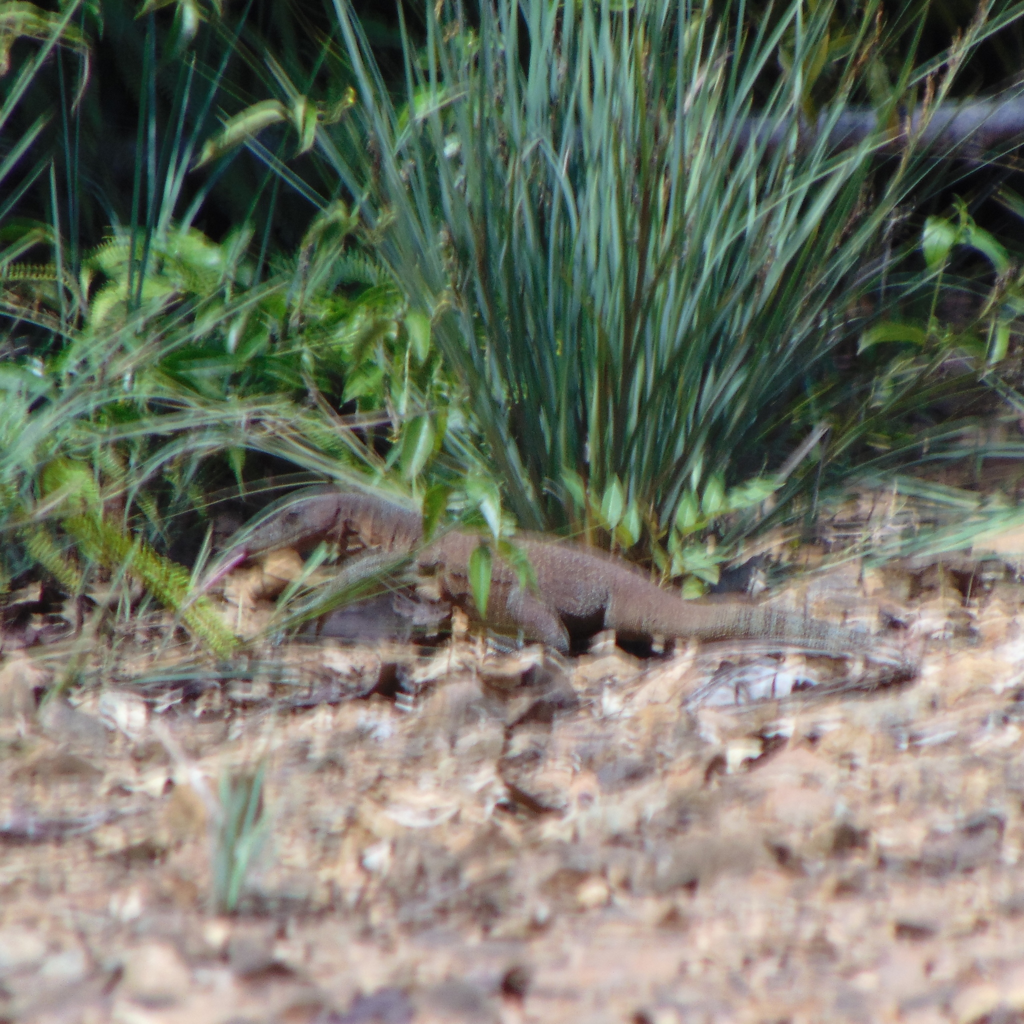 Varanus caerulivirens Ziegler, Böhme & Philipp, 1999