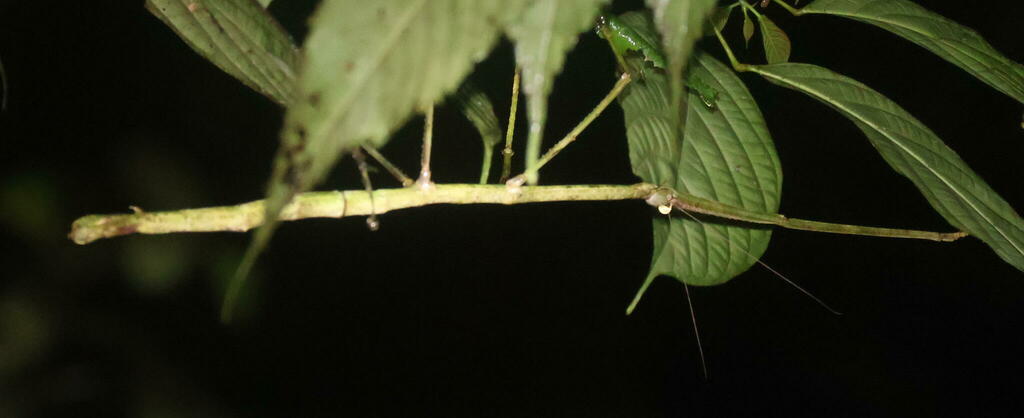 Giant Malayan Stick Insect from Southeast Aceh, Aceh, Indonesia on ...