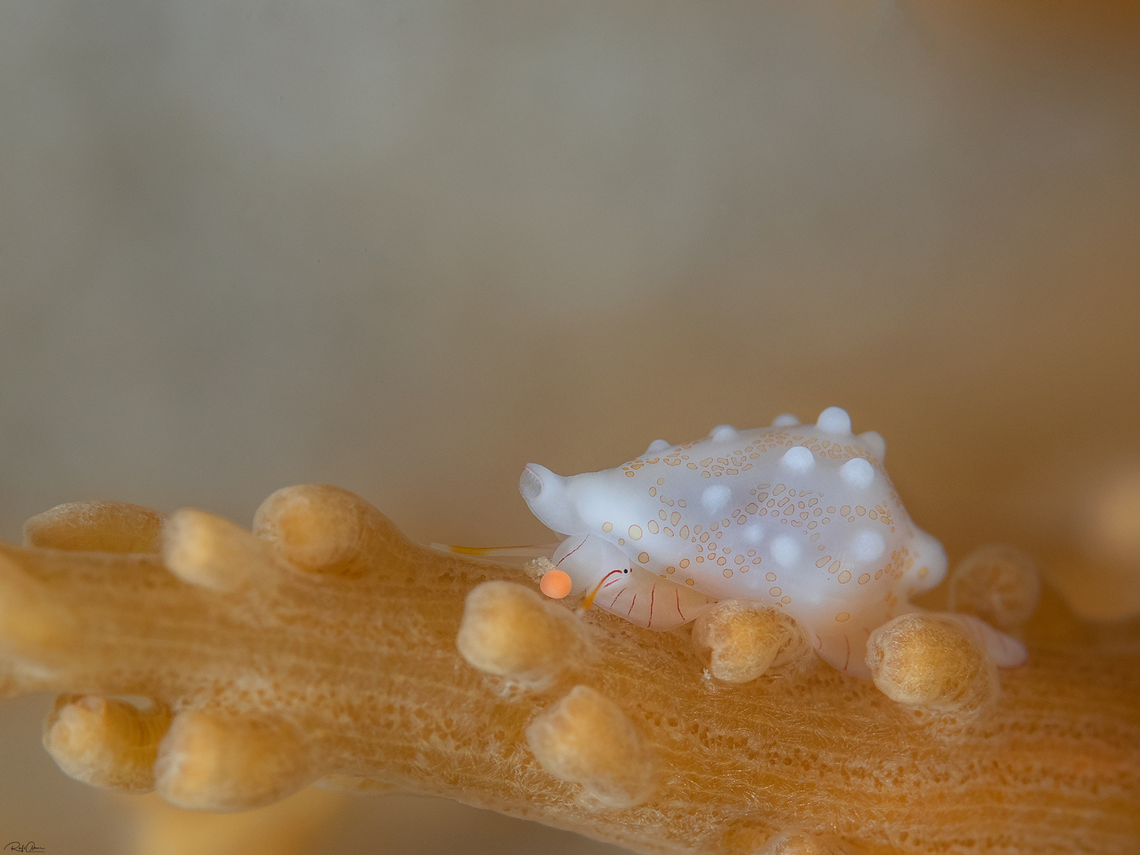 Diminovula concinna (G.B.Sowerby II, 1848)