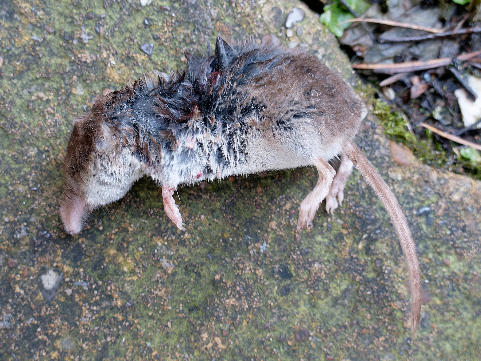 Sorex araneus Linnaeus, 1758