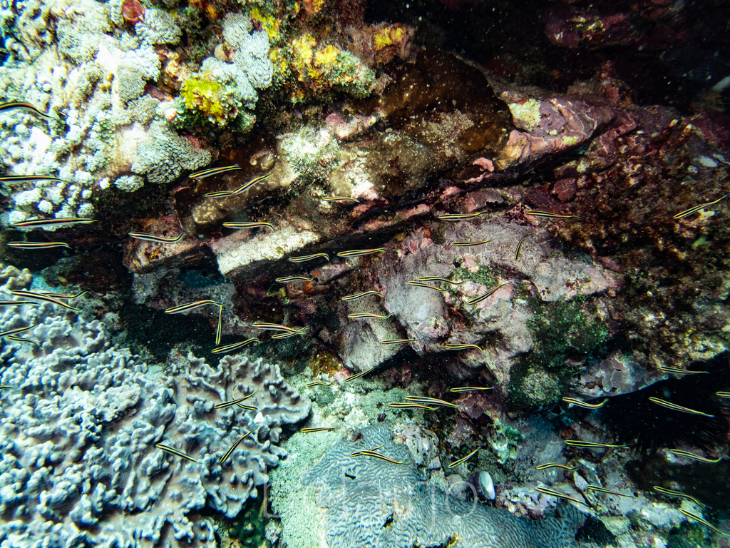 Eastern Hulafish from North West Solitary Island, Australia on February ...