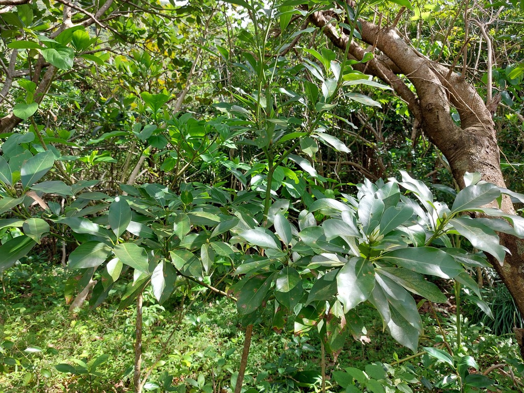 Red Machilus from 台灣台東縣 on January 17, 2023 at 11:29 AM by 胡正恆(Jackson ...