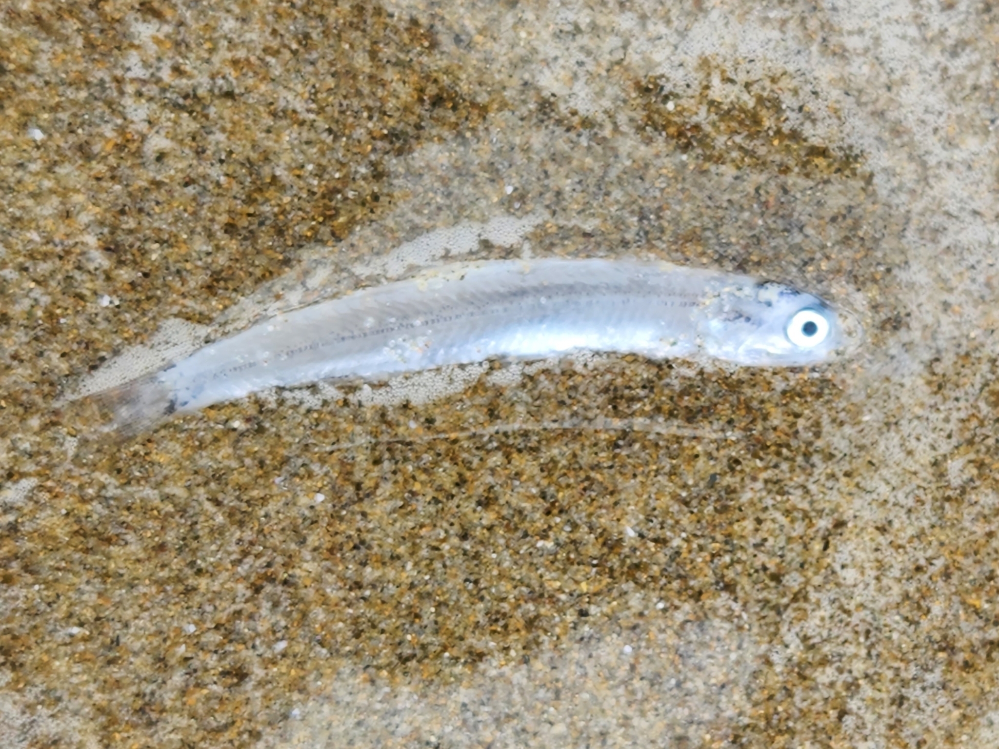 Engraulis australis (White, 1790)