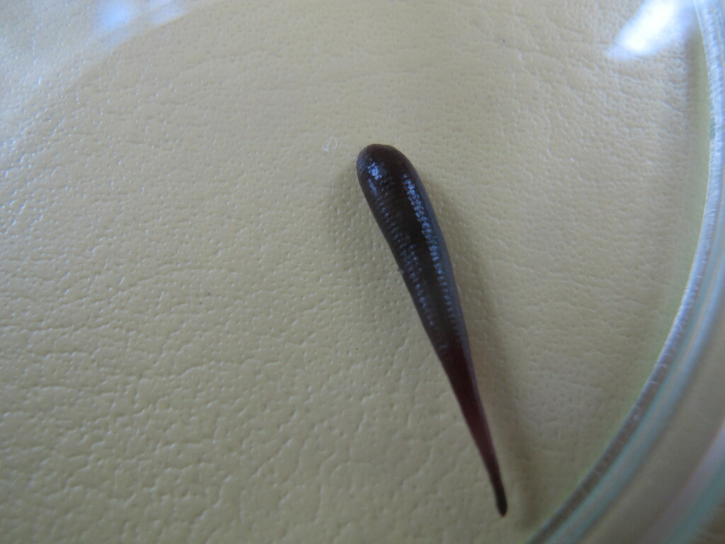 Jawed Land Leeches from Erica VIC 3825, Australia on February 05, 2023 ...