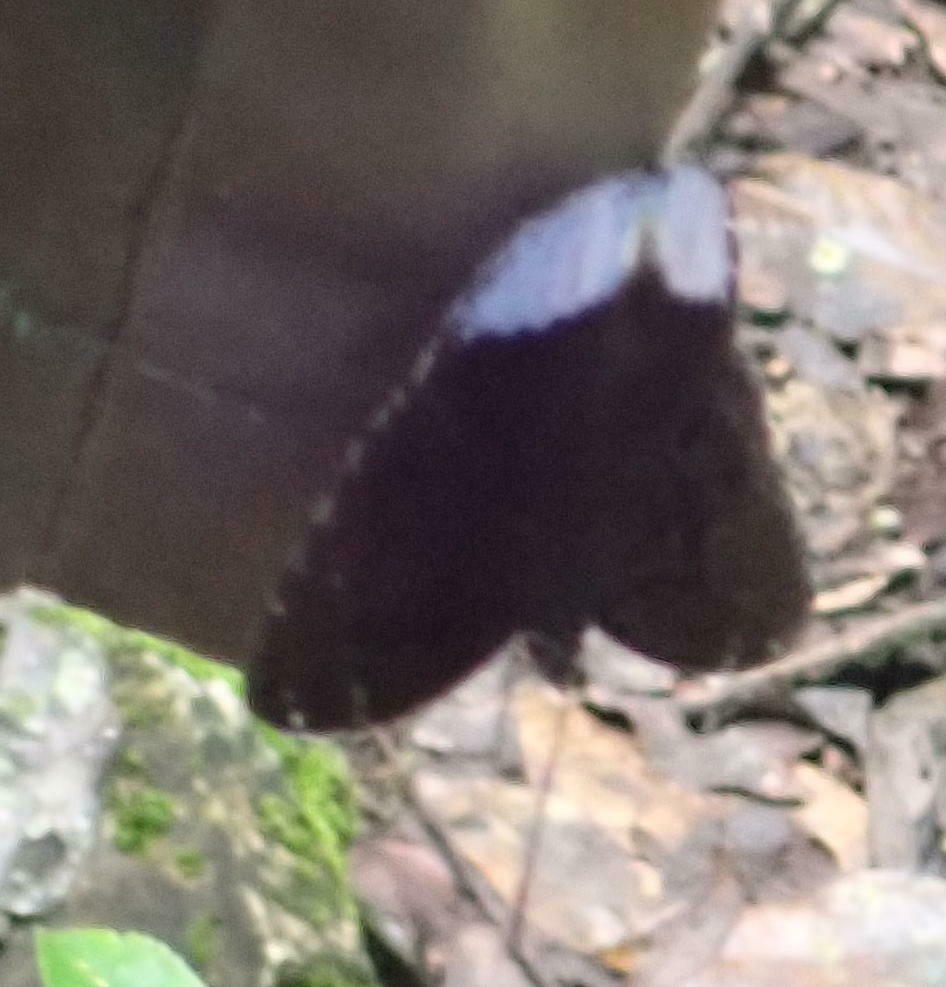 Stibochiona coresia from Southeast Aceh, Aceh, Indonesia on January 25 ...