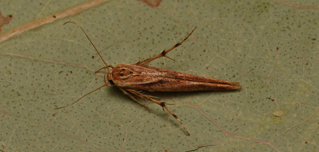 Stathmopodidae from Porepunkah VIC 3740, Australia on February 08, 2023 ...