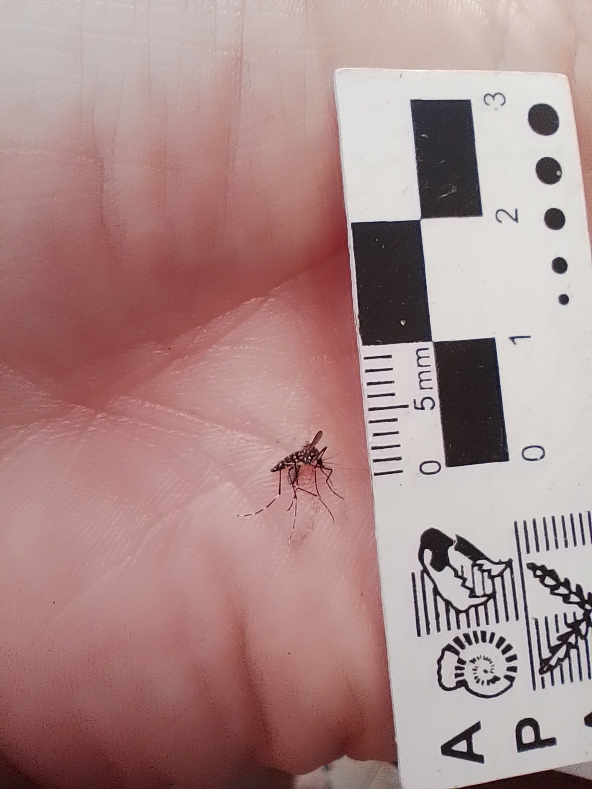 Aedes aegypti (Linnaeus, 1762)