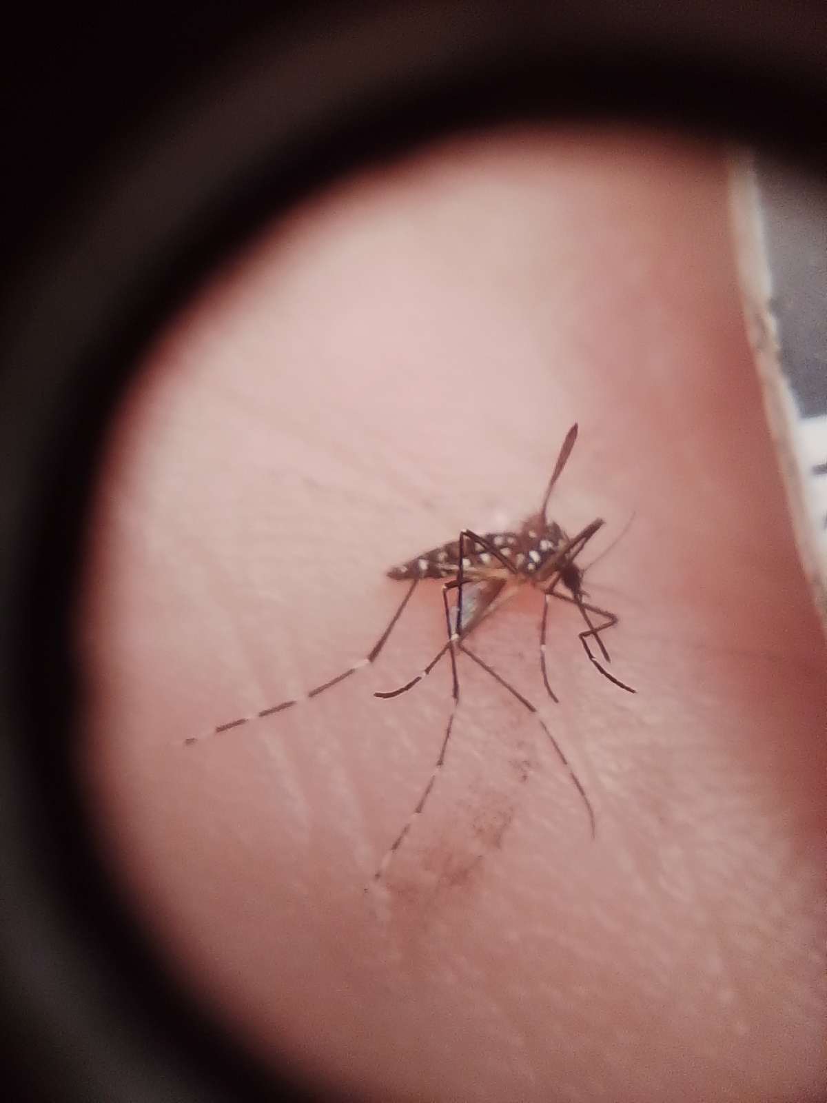 Aedes aegypti (Linnaeus, 1762)