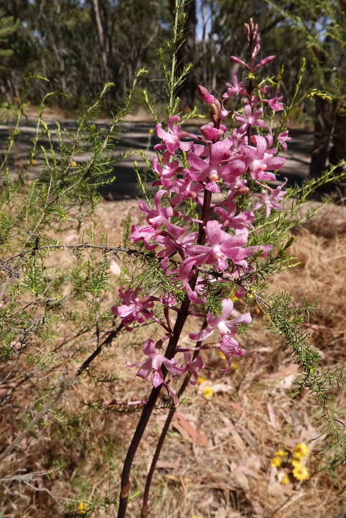 Rosy Hyacinth Orchid from Chewton VIC 3451, Australia on January 13 ...