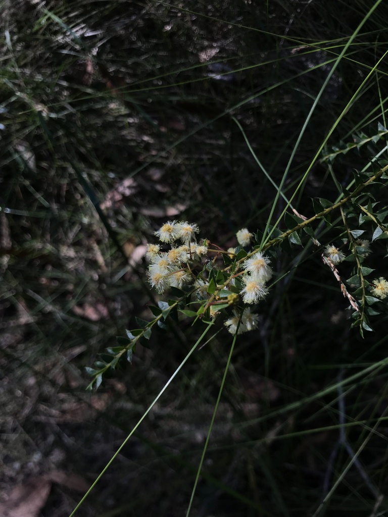 yellow prickly moses from Noosa National Park, Coolum Beach, QLD, AU on ...
