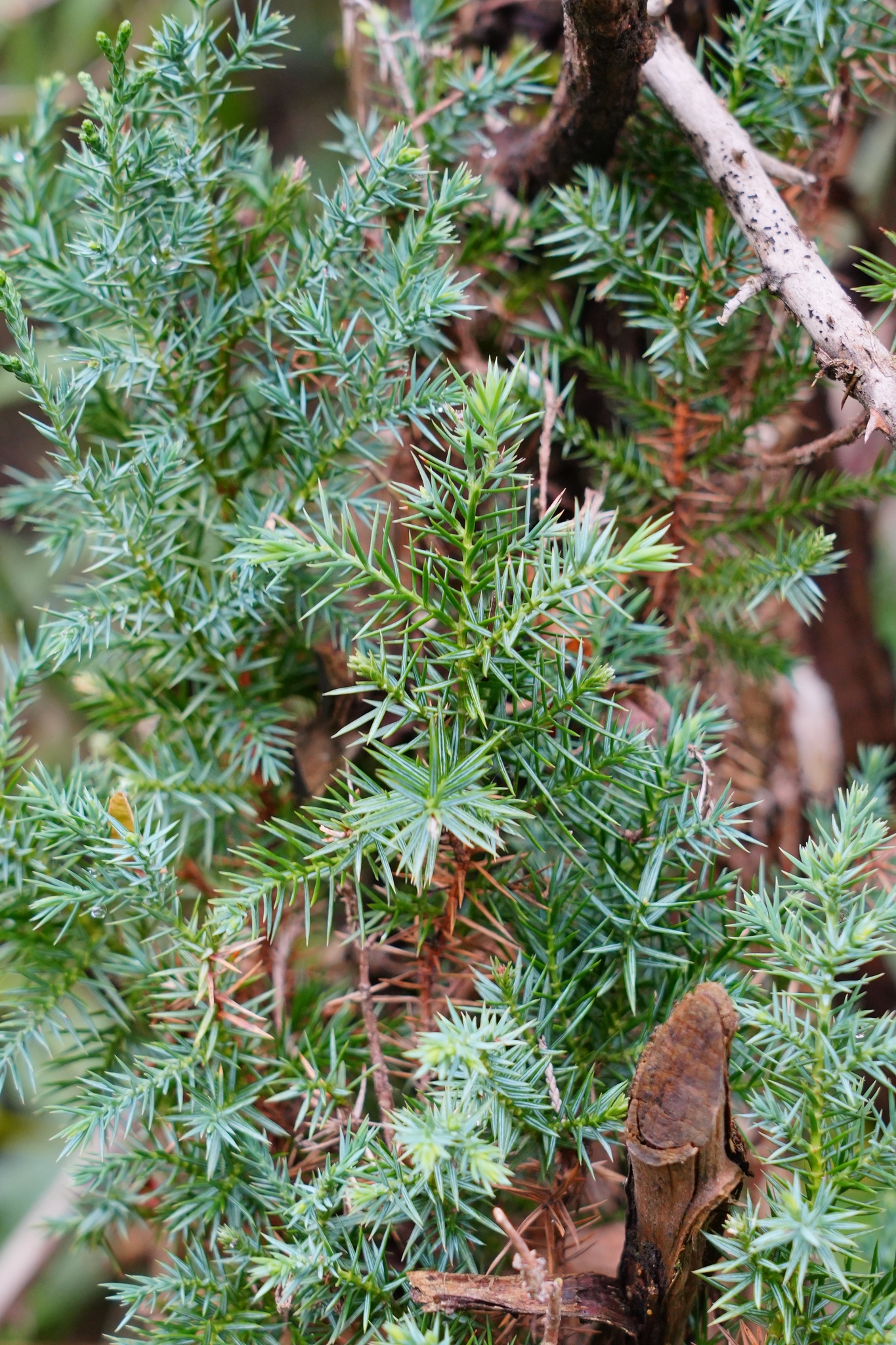 Juniperus formosana Hayata