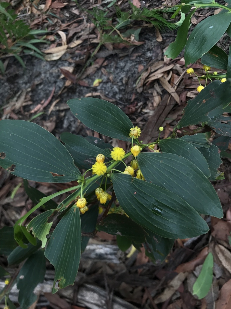 flat-stemmed wattle from Noosa National Park, Coolum Beach, QLD, AU on ...