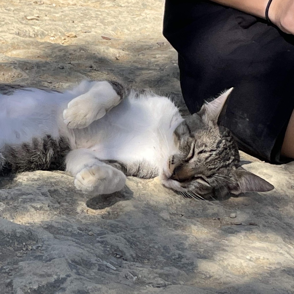 Domestic Cat from Archaeological Site of Agrigento, Agrigento, Sicily ...