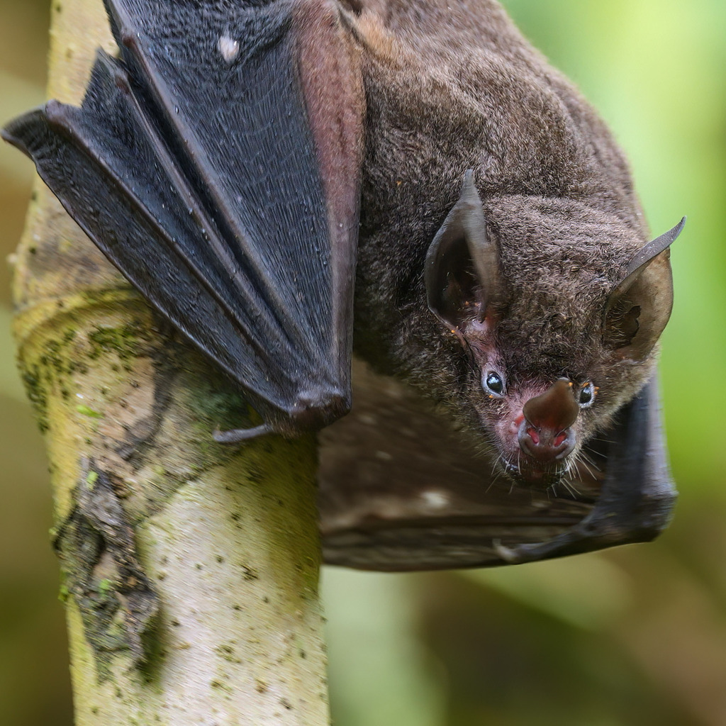 Carollia from Alajuela Province, Costa Rica on February 08, 2023 at 04: ...