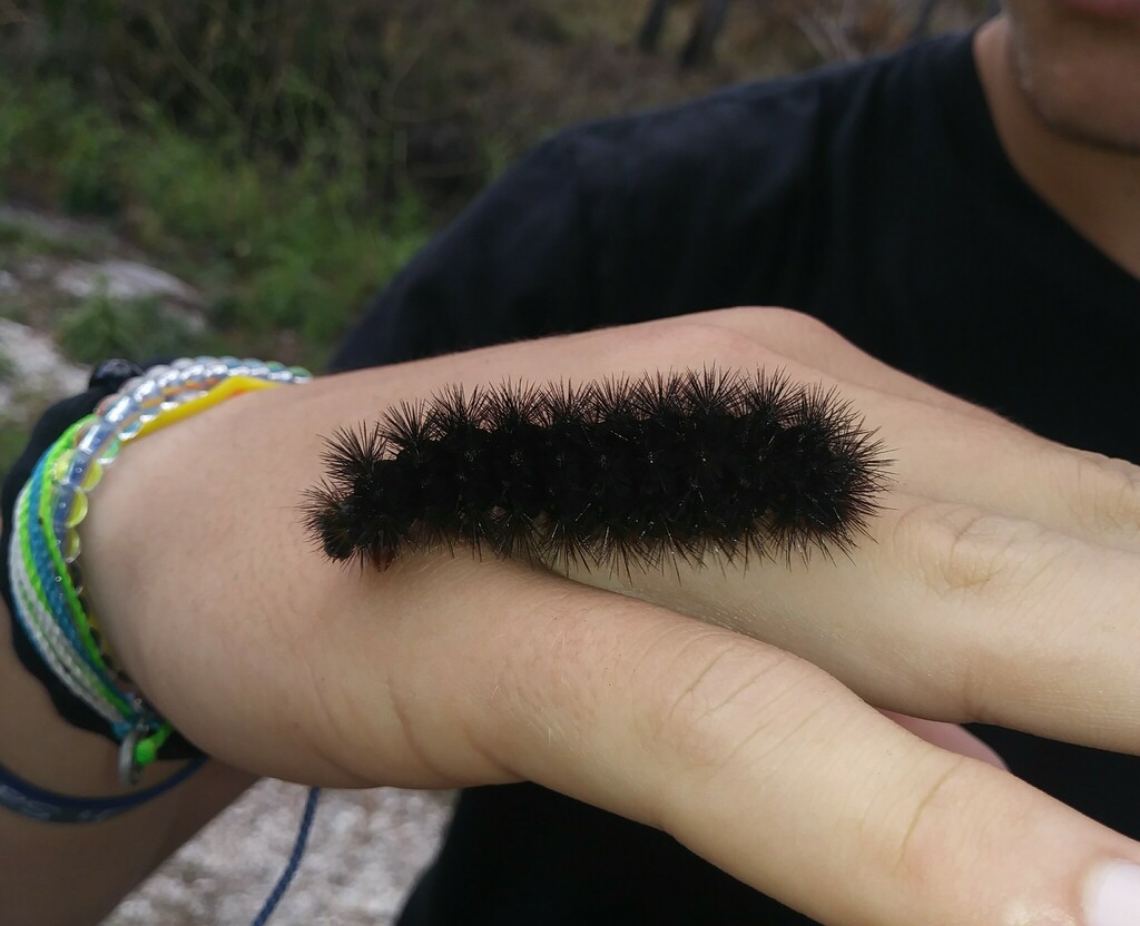 Giant Leopard Moth from Polk County, FL, USA on February 2, 2023 at 03: ...