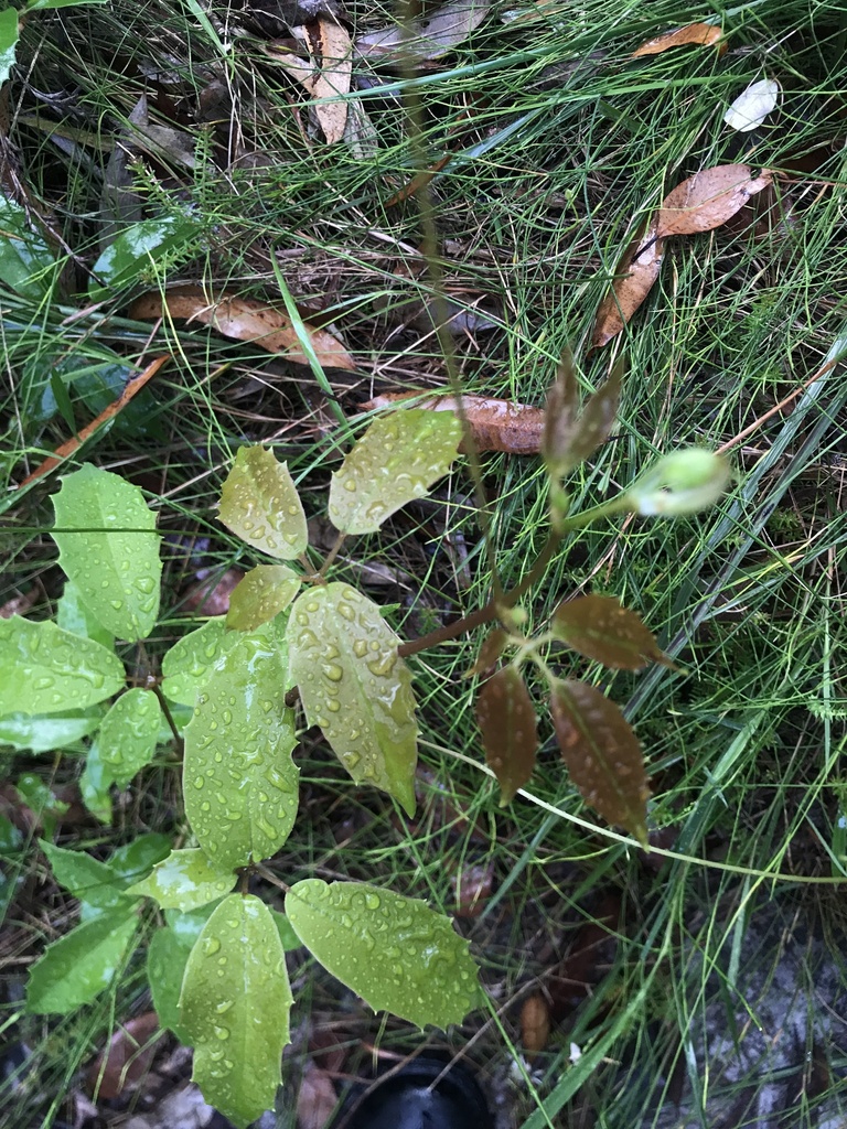 Yaroong from Noosa National Park, Coolum Beach, QLD, AU on February 27 ...
