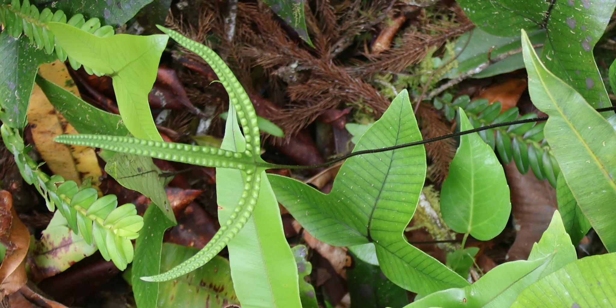 Selliguea triloba (Houtt.) M.G.Price