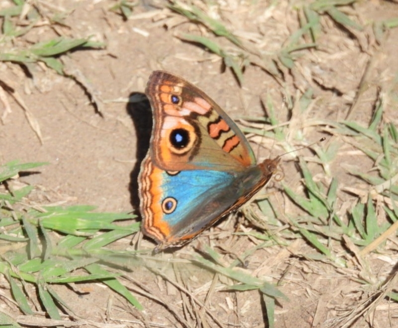 Junonia lavinia Cramer, 1775