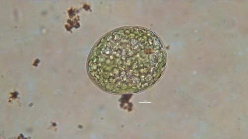 Order Euglenophyceae · iNaturalist