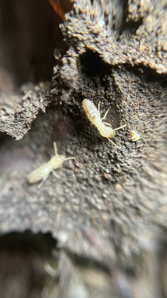 Japanese Termite from 県道205号, 瀬戸市, 愛知県, JP on February 09, 2023 at 11: ...