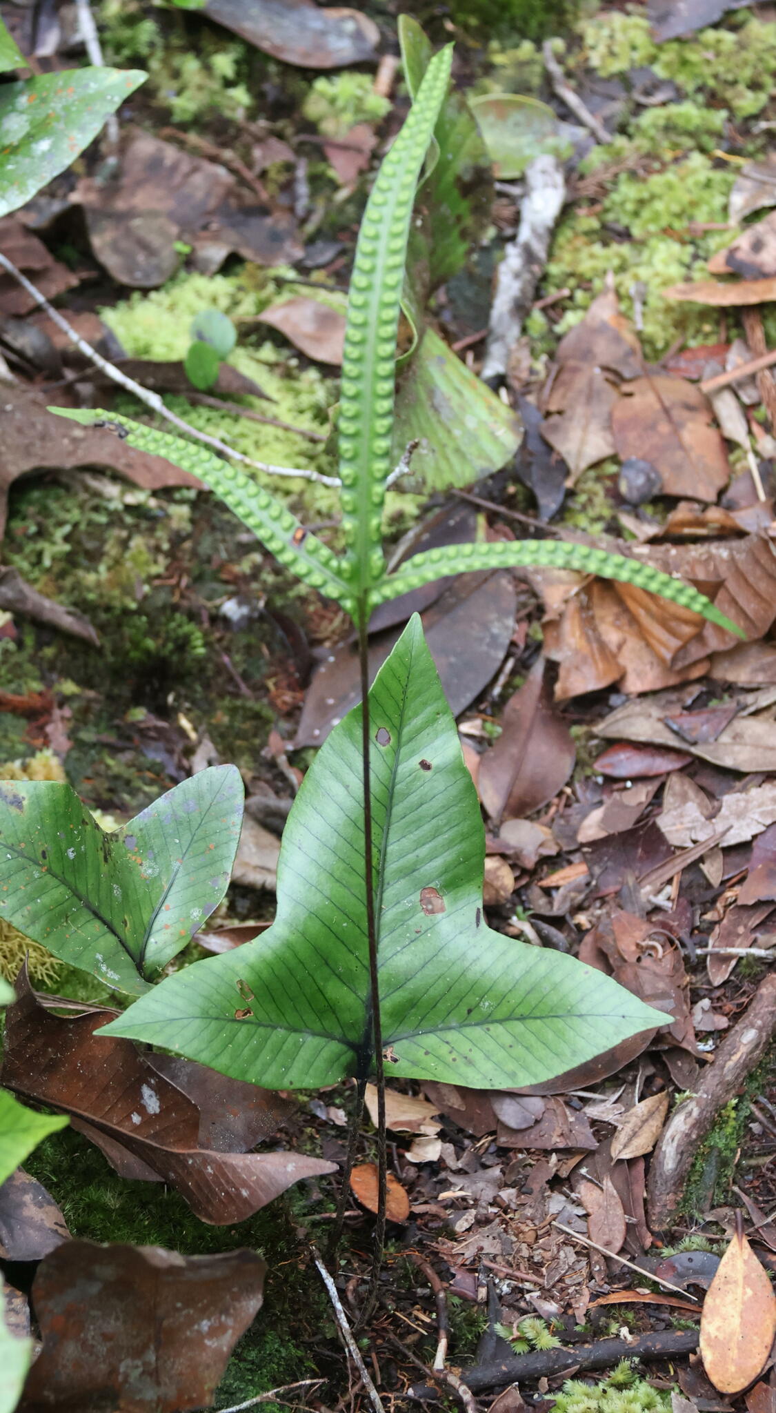 Selliguea triloba (Houtt.) M.G.Price