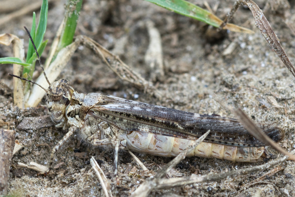 Acrotylus from Zentralmakedonien, Griechenland on June 21, 2019 at 04: ...