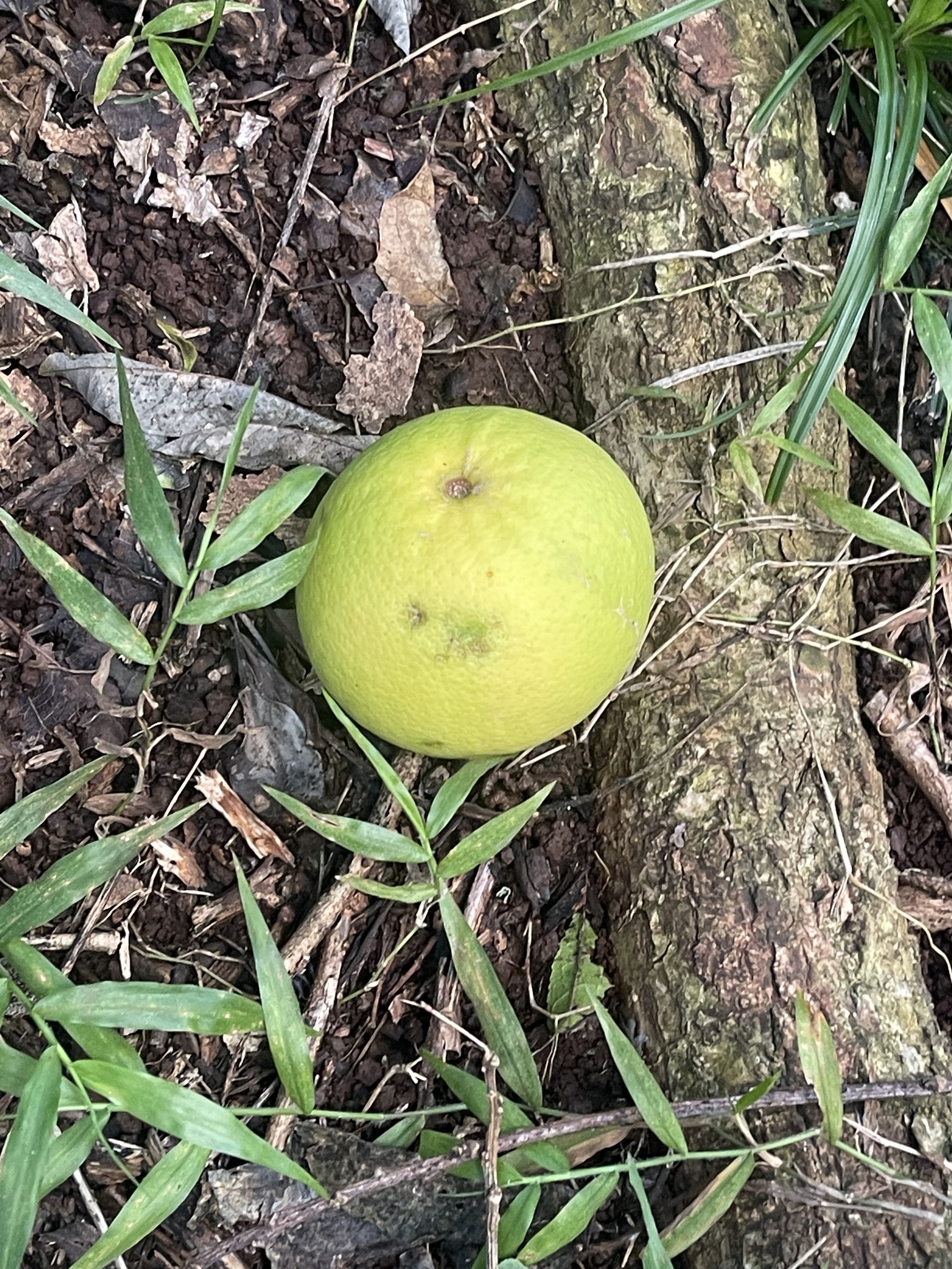 Citrus ×aurantium L.