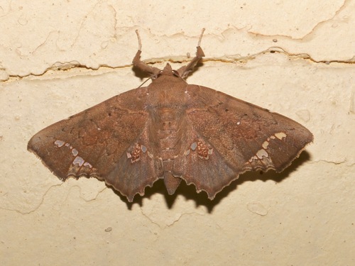 Episparis gomphiona · iNaturalist
