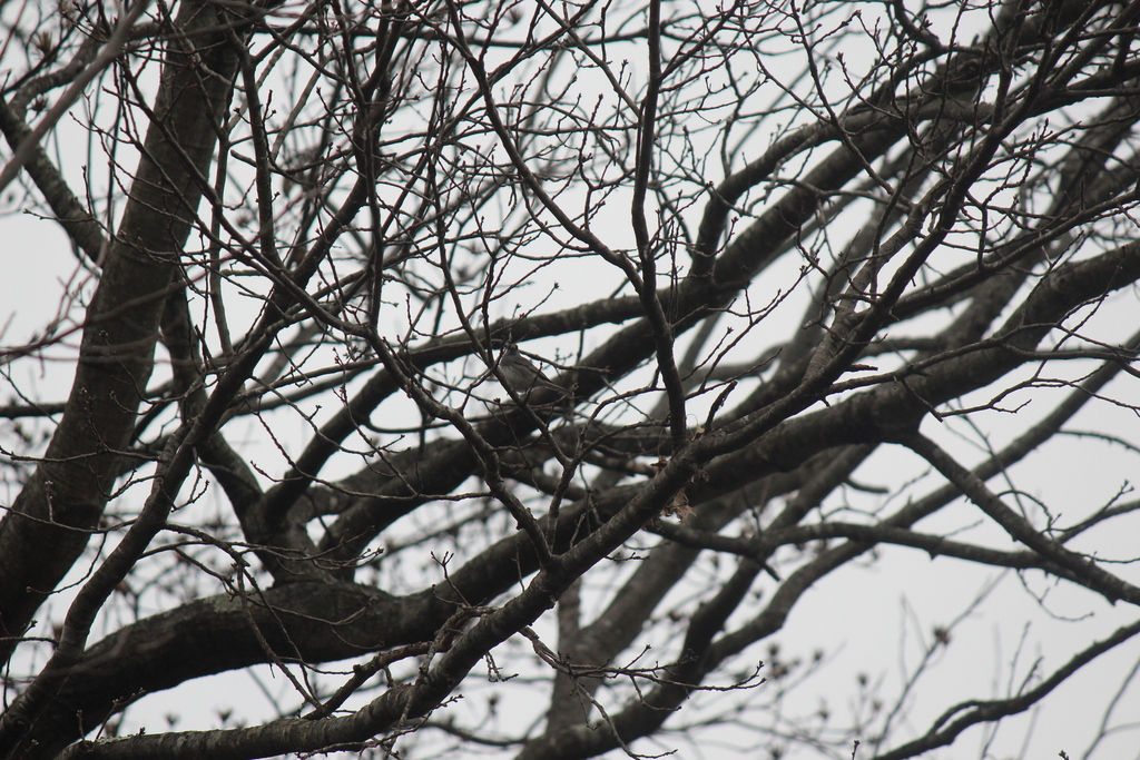 Dark-eyed Junco from Springfield, VA, USA on November 08, 2019 at 10:37 ...