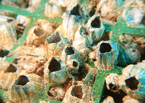 Megabalanus occator · iNaturalist Mexico