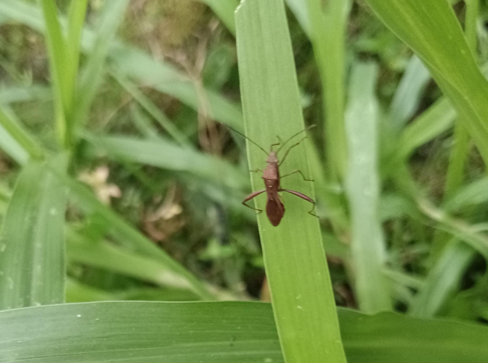 Riptortus linearis (Fabricius, 1775)