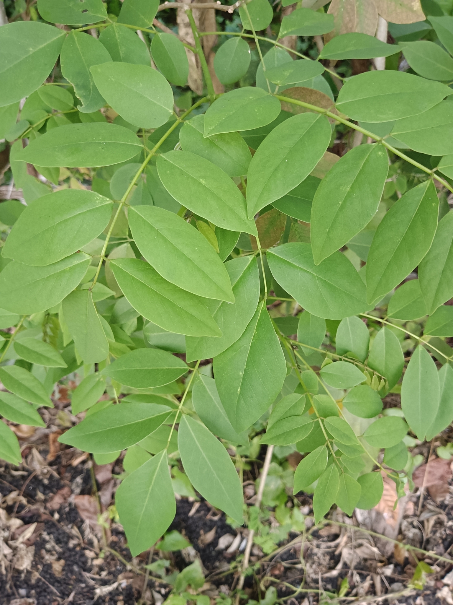 Gliricidia sepium (Jacq.) Kunth