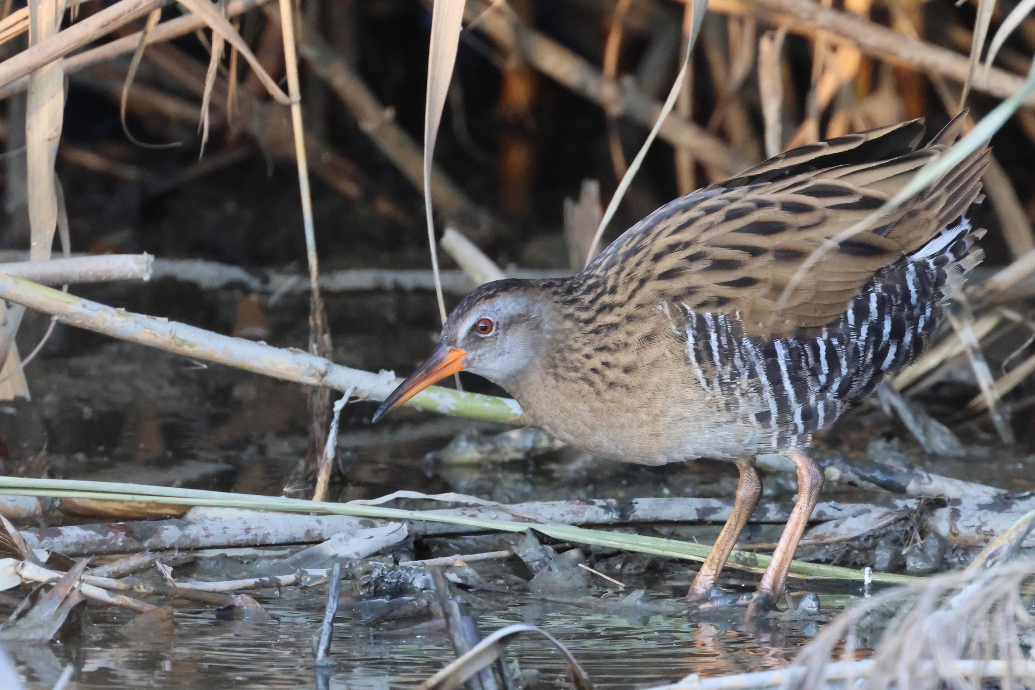Rallus indicus Blyth, 1849