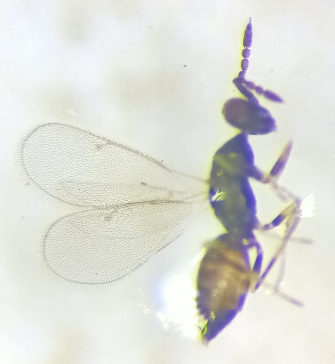 Diglyphus Walker, 1844