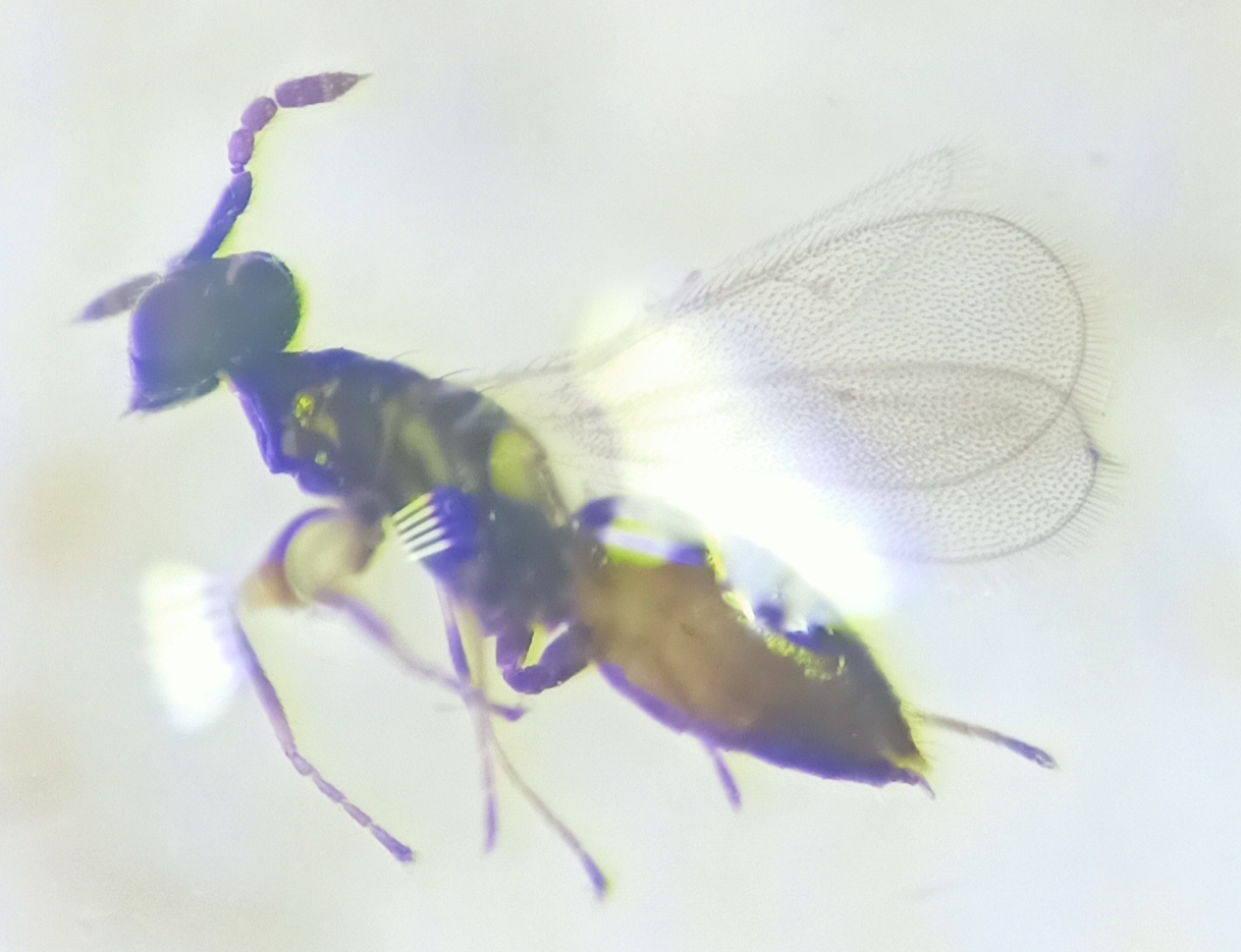 Diglyphus Walker, 1844