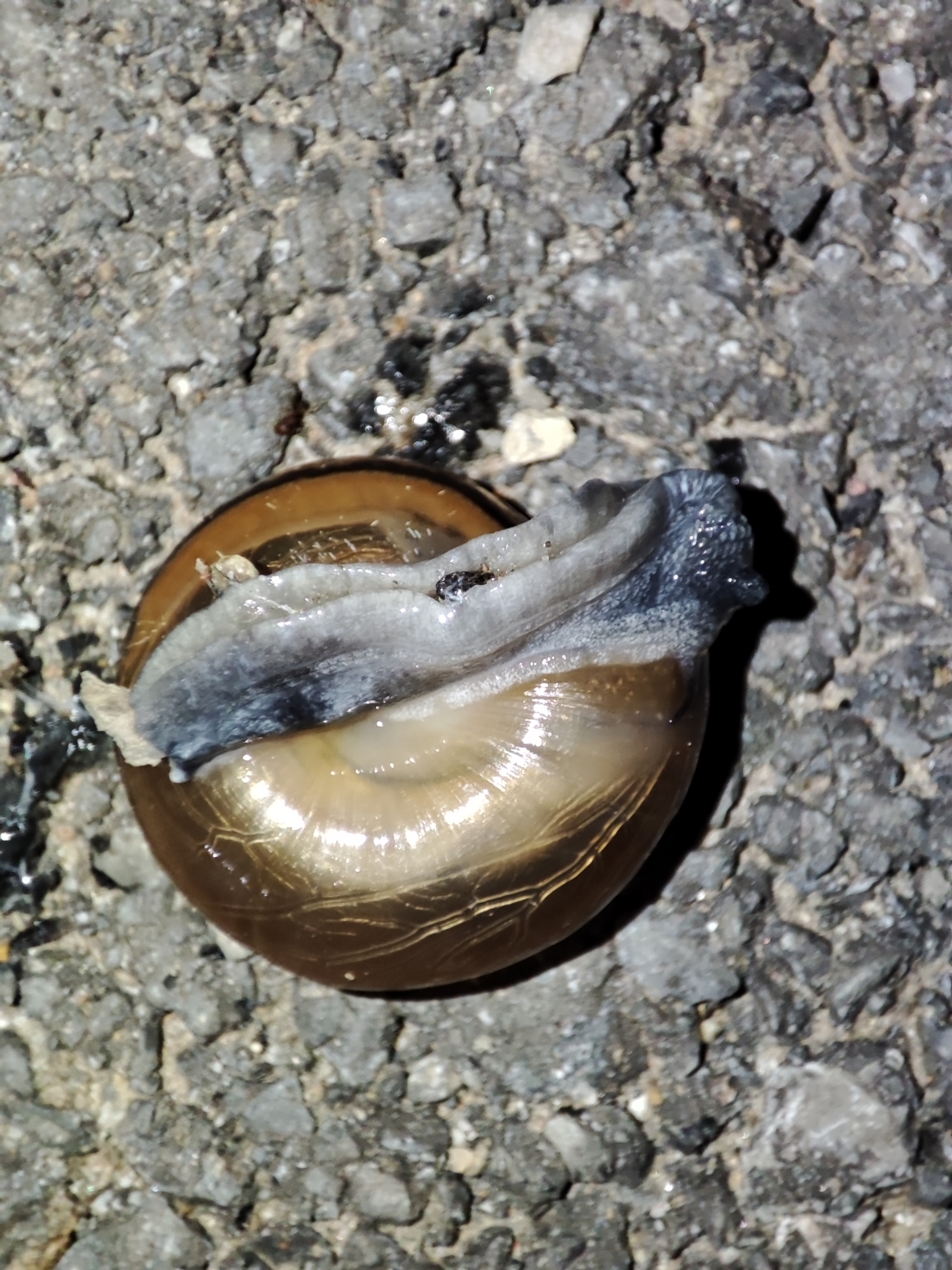 Sarika resplendens (Philippi, 1847)