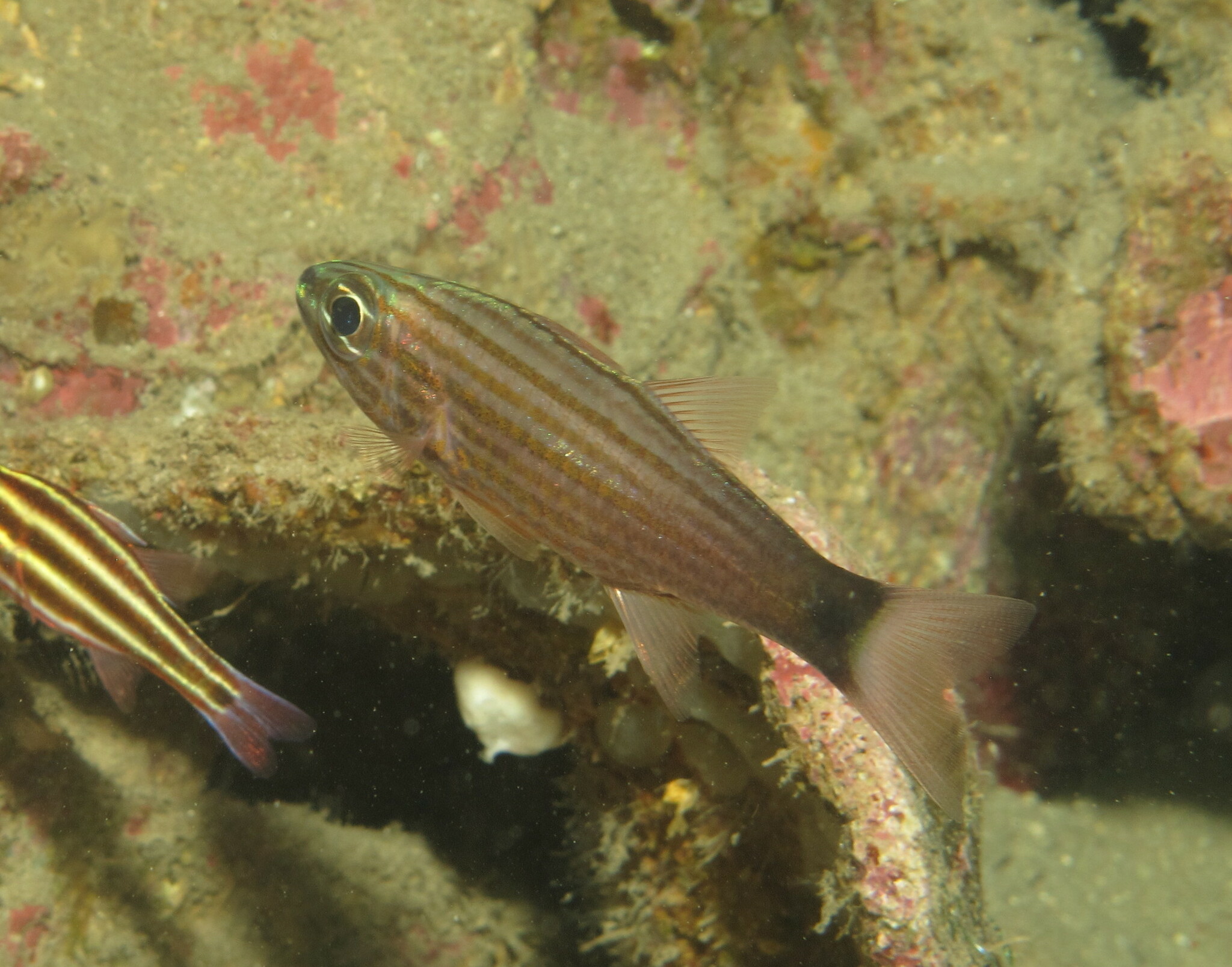 Cheilodipterus artus Smith, 1961