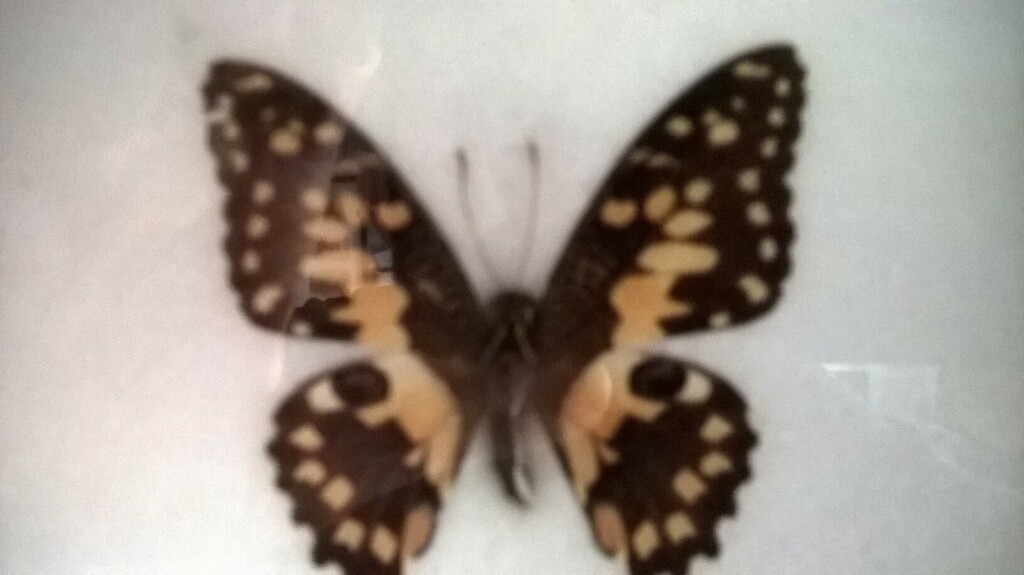 Lime Swallowtail from nagpur, india on April 04, 1988 at 10:00 AM by ...