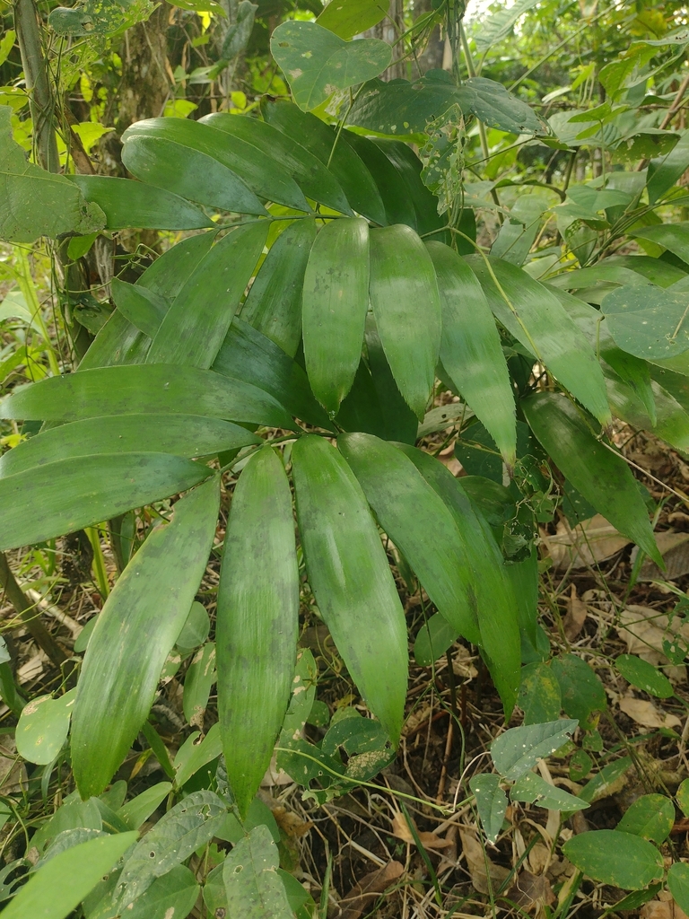 Zamia from Nueva Esperanza, 29960 Palenque, Chis., México on February ...