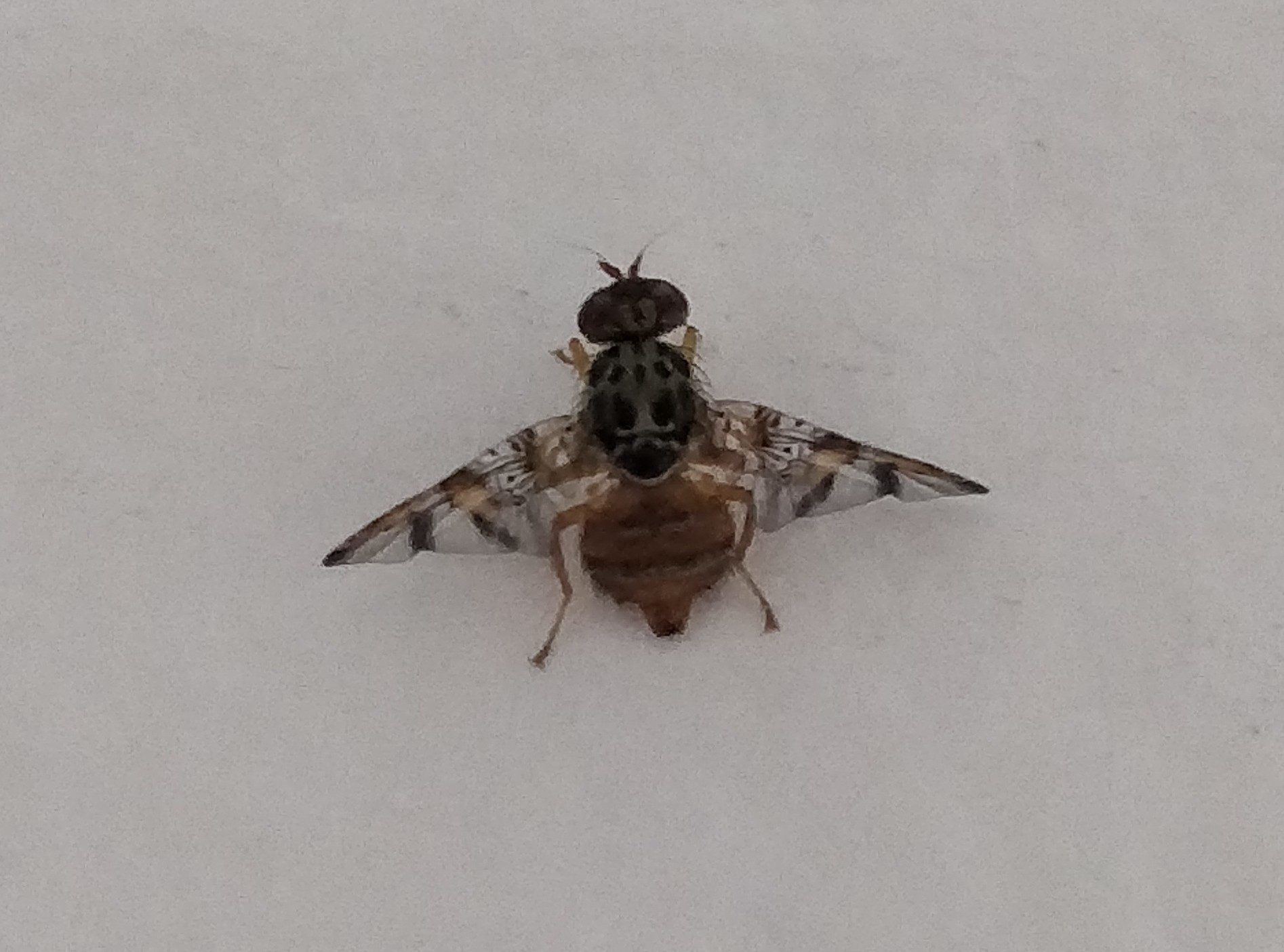 Ceratitis capitata (Wiedemann, 1824)