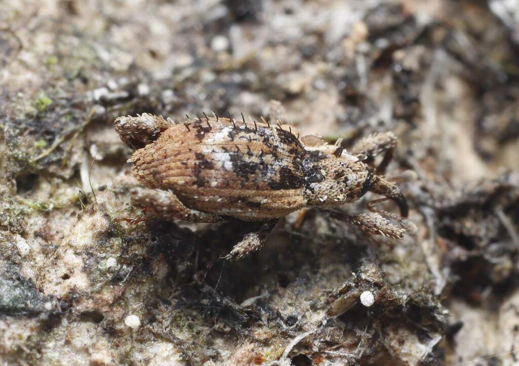 Acicnemis from 中国海南省五指山市 on February 2, 2023 at 03:03 AM by Shiwan Lu ...