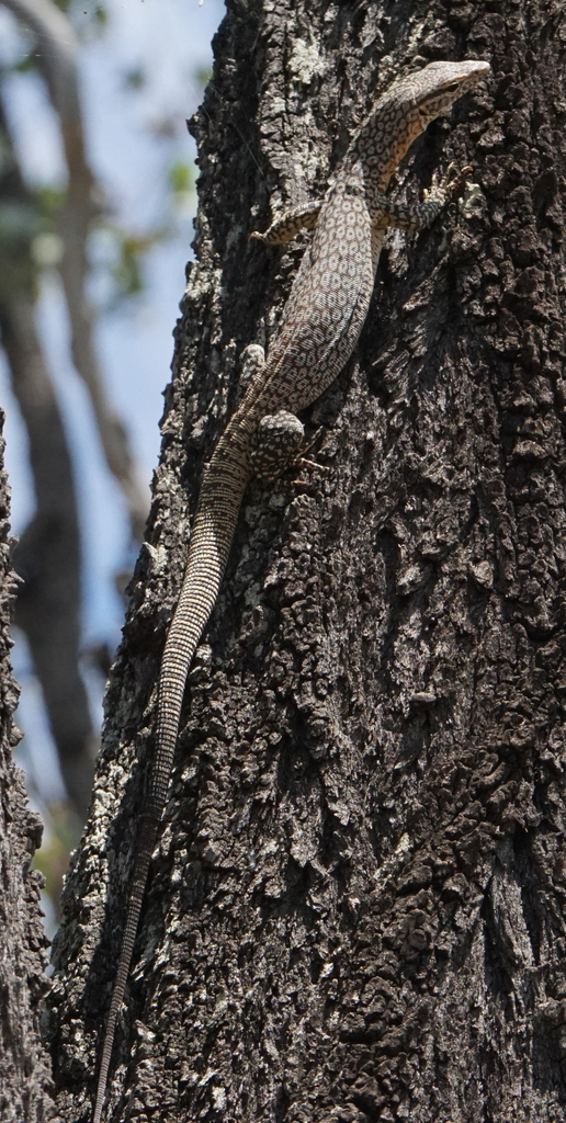 Black-headed Monitor from Sundown QLD 4380, Australien on November 10 ...