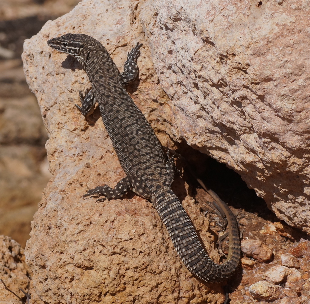 Ridge-tailed Monitor from Cape Range National Park WA 6707, Australien ...