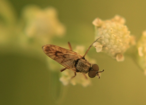 Mosca de estilete (Chromolepida mexicana)