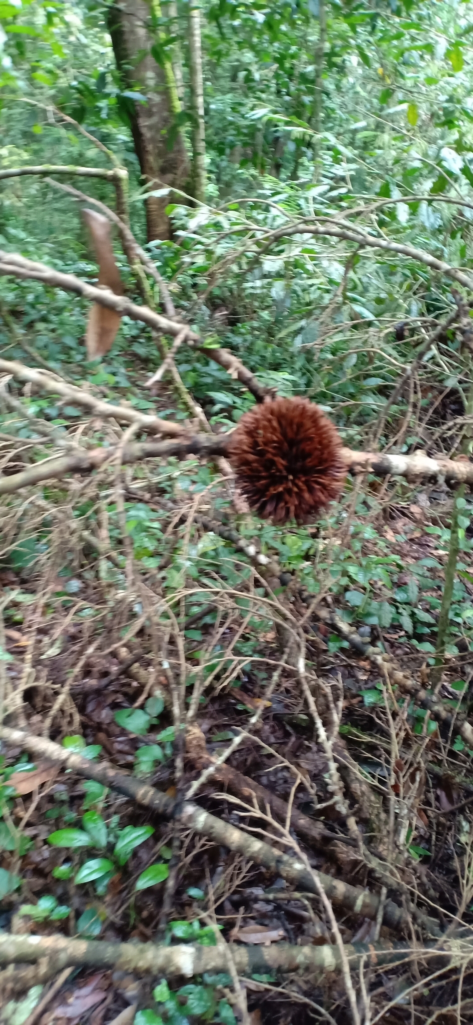 Cullenia exarillata A.Robyns