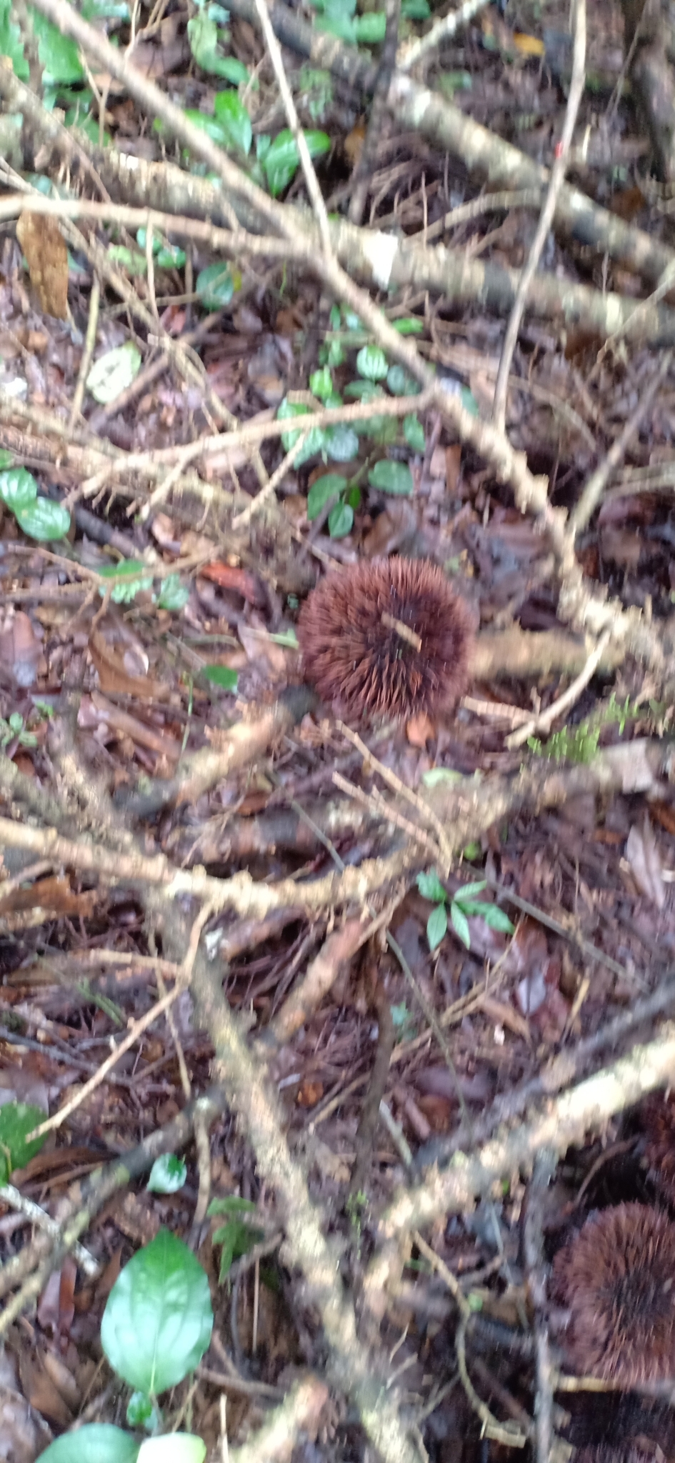Cullenia exarillata A.Robyns