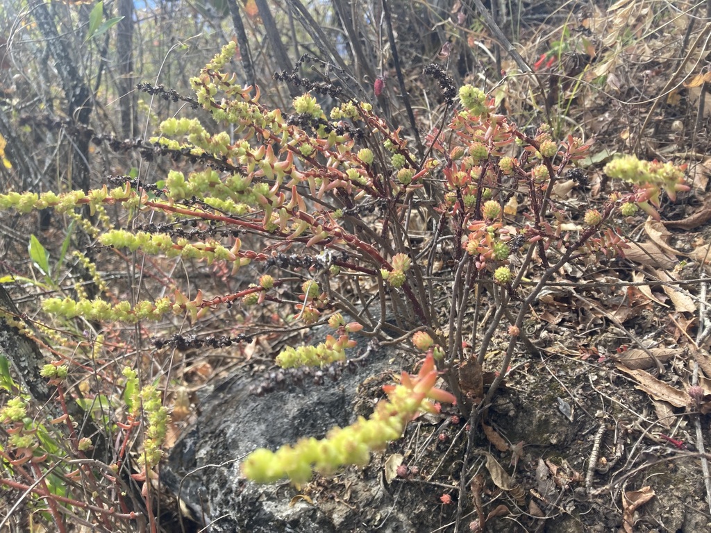 Villadia guatemalensis in January 2023 by Belton · iNaturalist