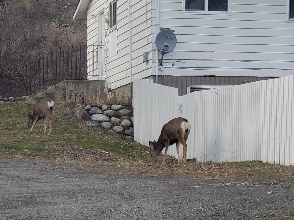 Mule Deer from Lillooet, BC V0K 1V0, Canada on February 08, 2023 at 04: ...