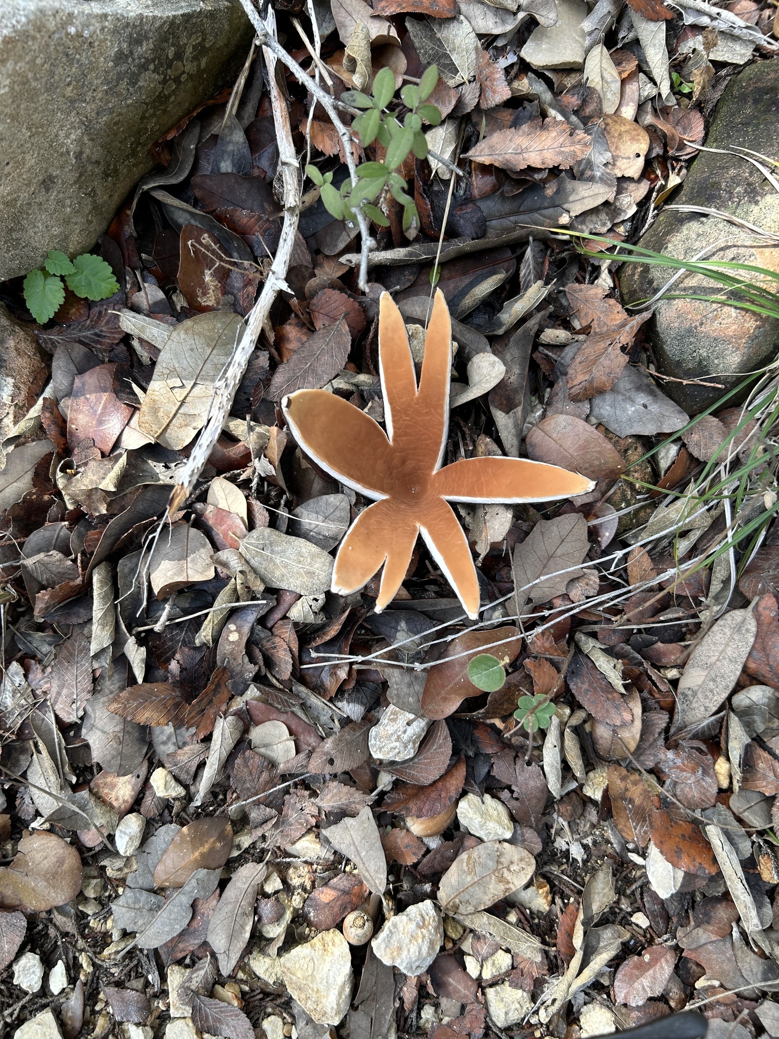 Chorioactis geaster (Peck) Kupfer ex Eckblad